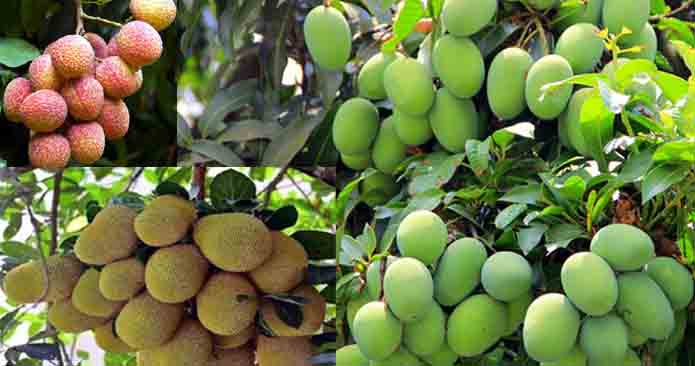 মাগুরাতে থোকায় থোকায়, বোঁটায় বোঁটায় দুলছে টাকা!!! – Magura News